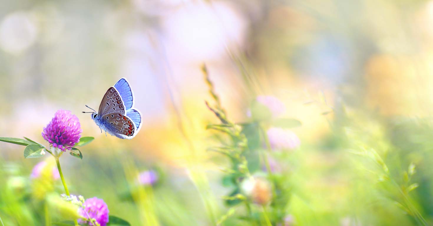 Ethos Green Solutions - Ethos Green Energy